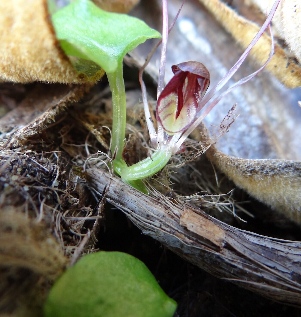 Corybas “Hump” • New Zealand Native Orchids