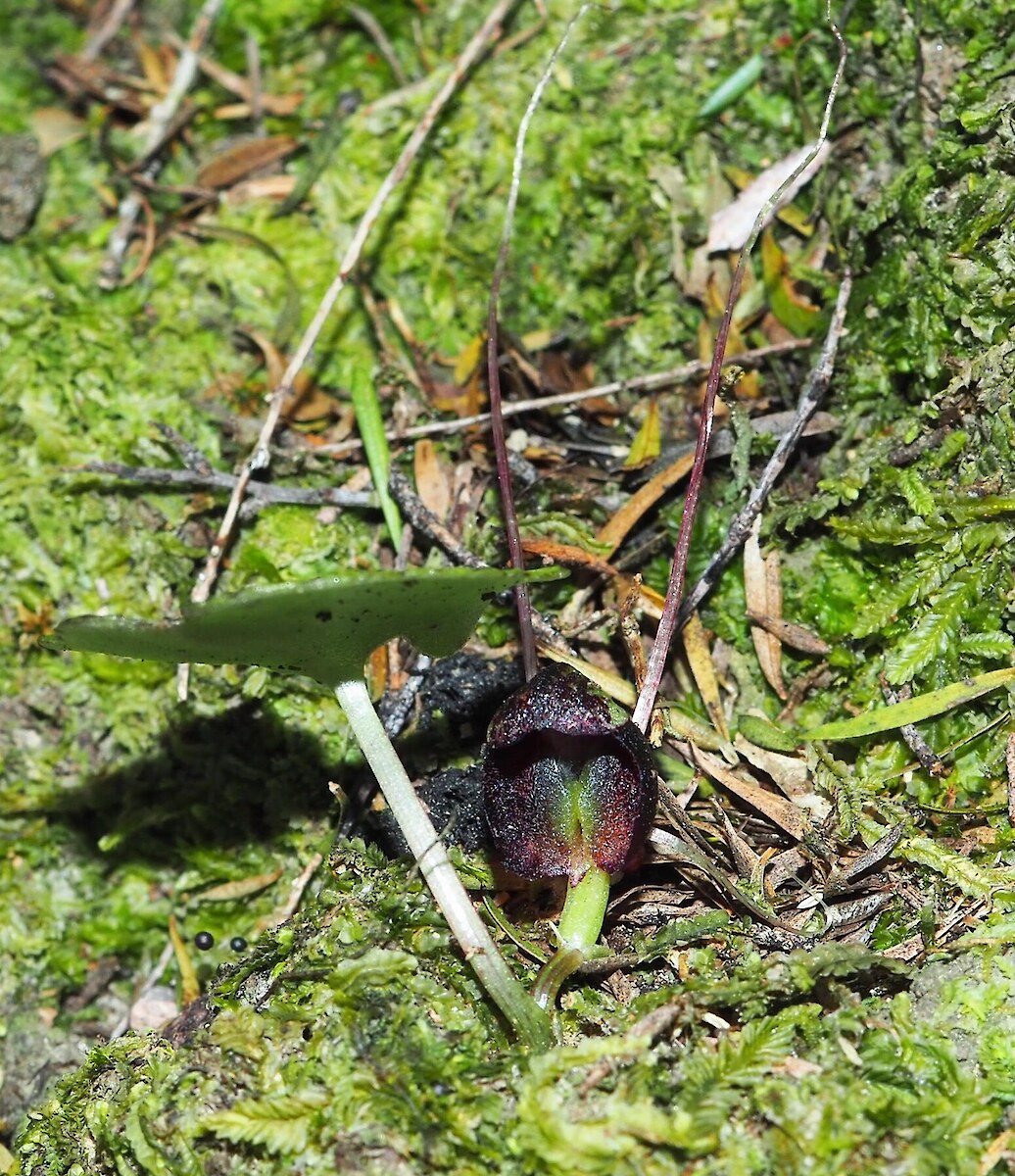 Corybas “Trotters” • New Zealand Native Orchids