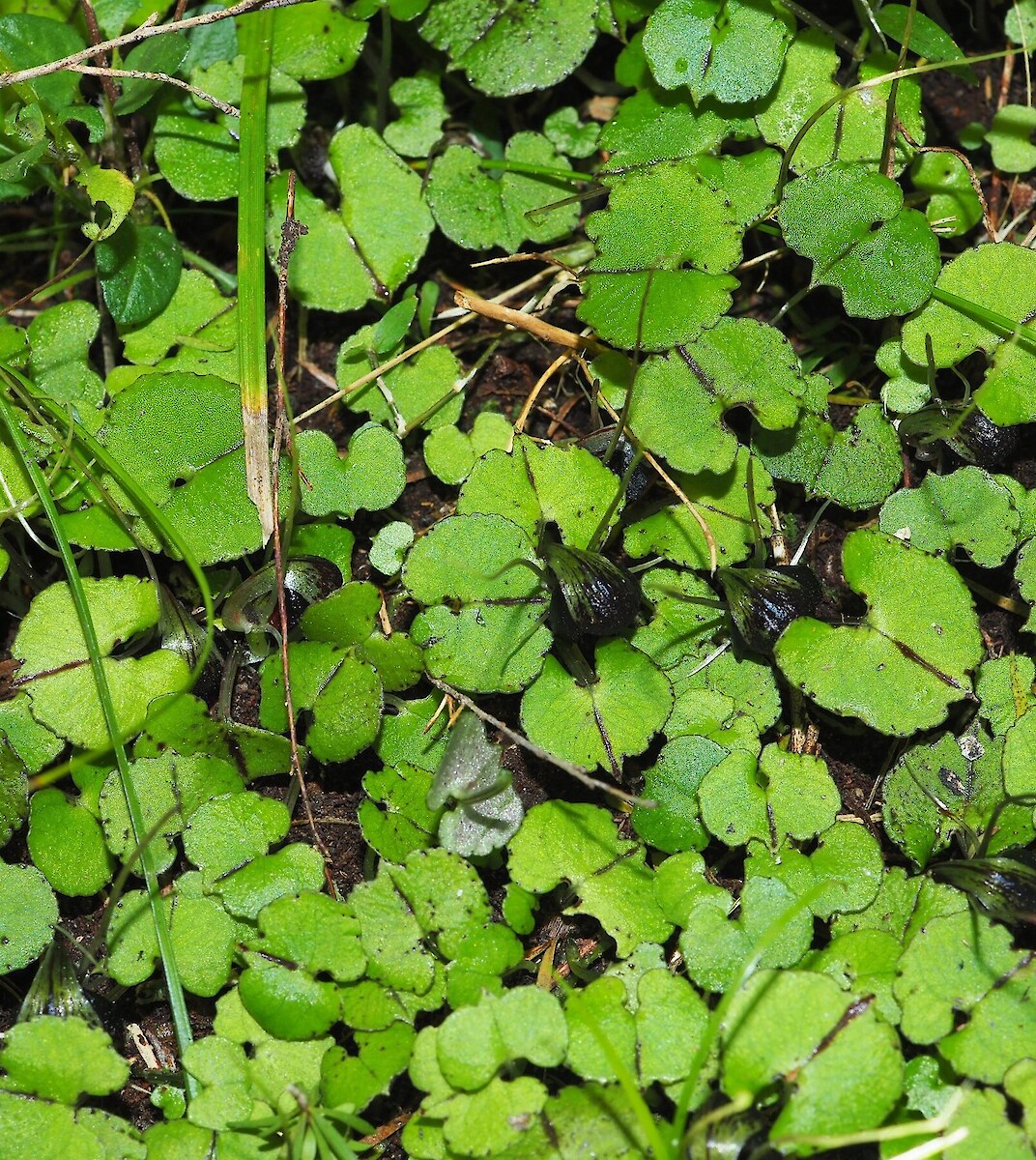 Corybas “Trotters” • New Zealand Native Orchids