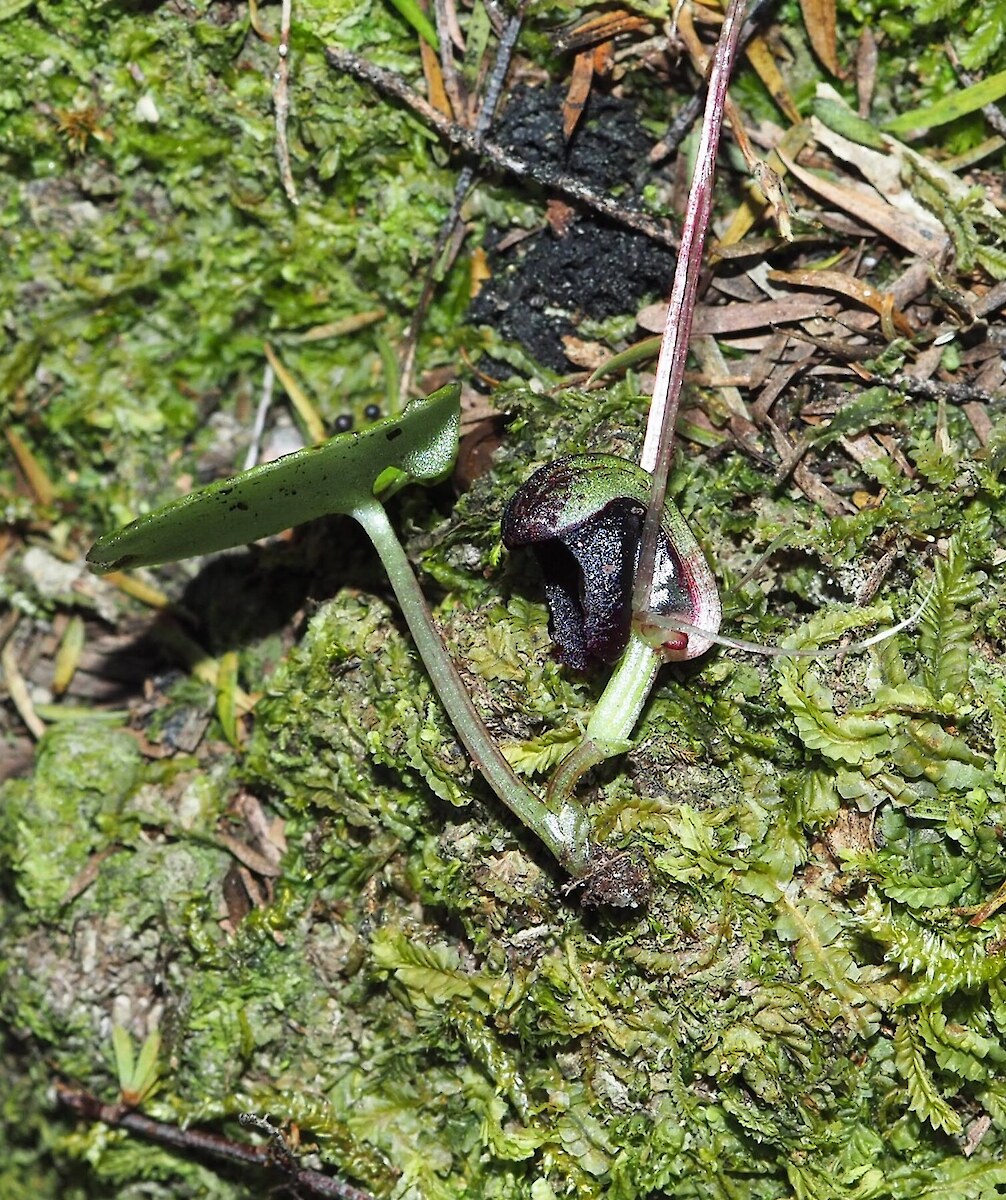 Corybas “Trotters” • New Zealand Native Orchids