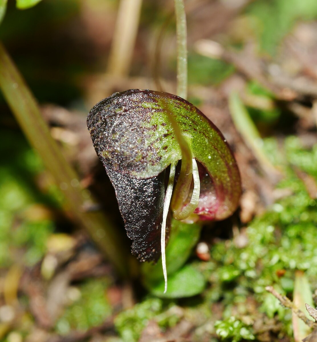 Corybas “Trotters” • New Zealand Native Orchids