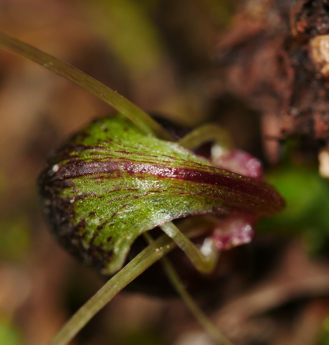 Corybas “Trotters” • New Zealand Native Orchids