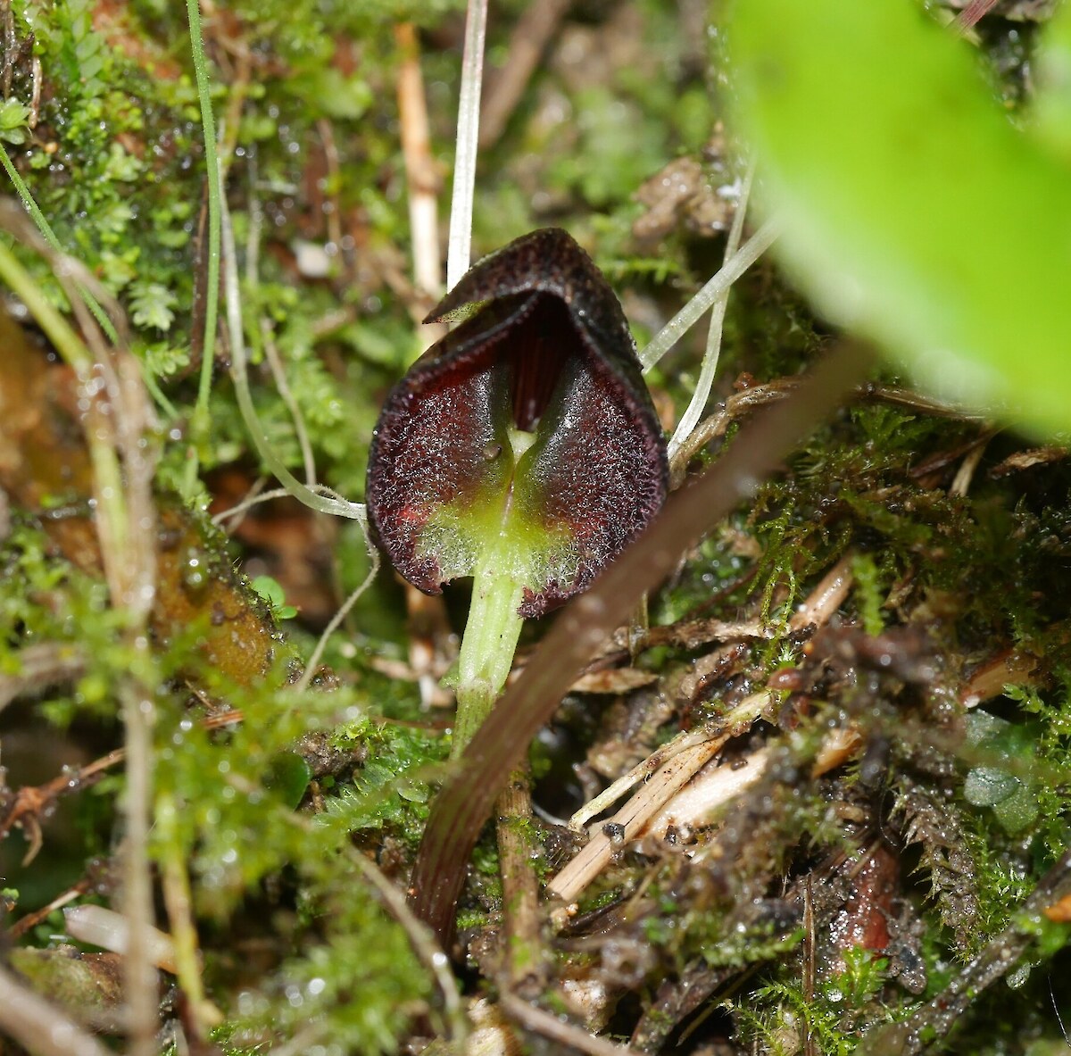 Corybas “Trotters” • New Zealand Native Orchids