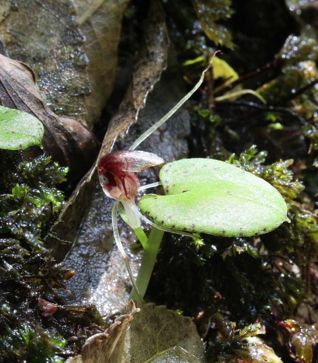 Corybas “whiskers” • New Zealand Native Orchids