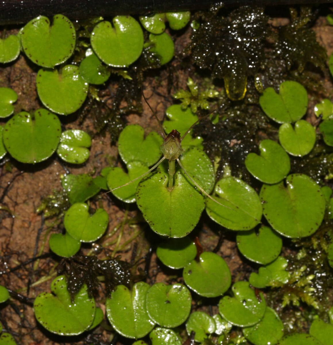 Corybas “whiskers” • New Zealand Native Orchids