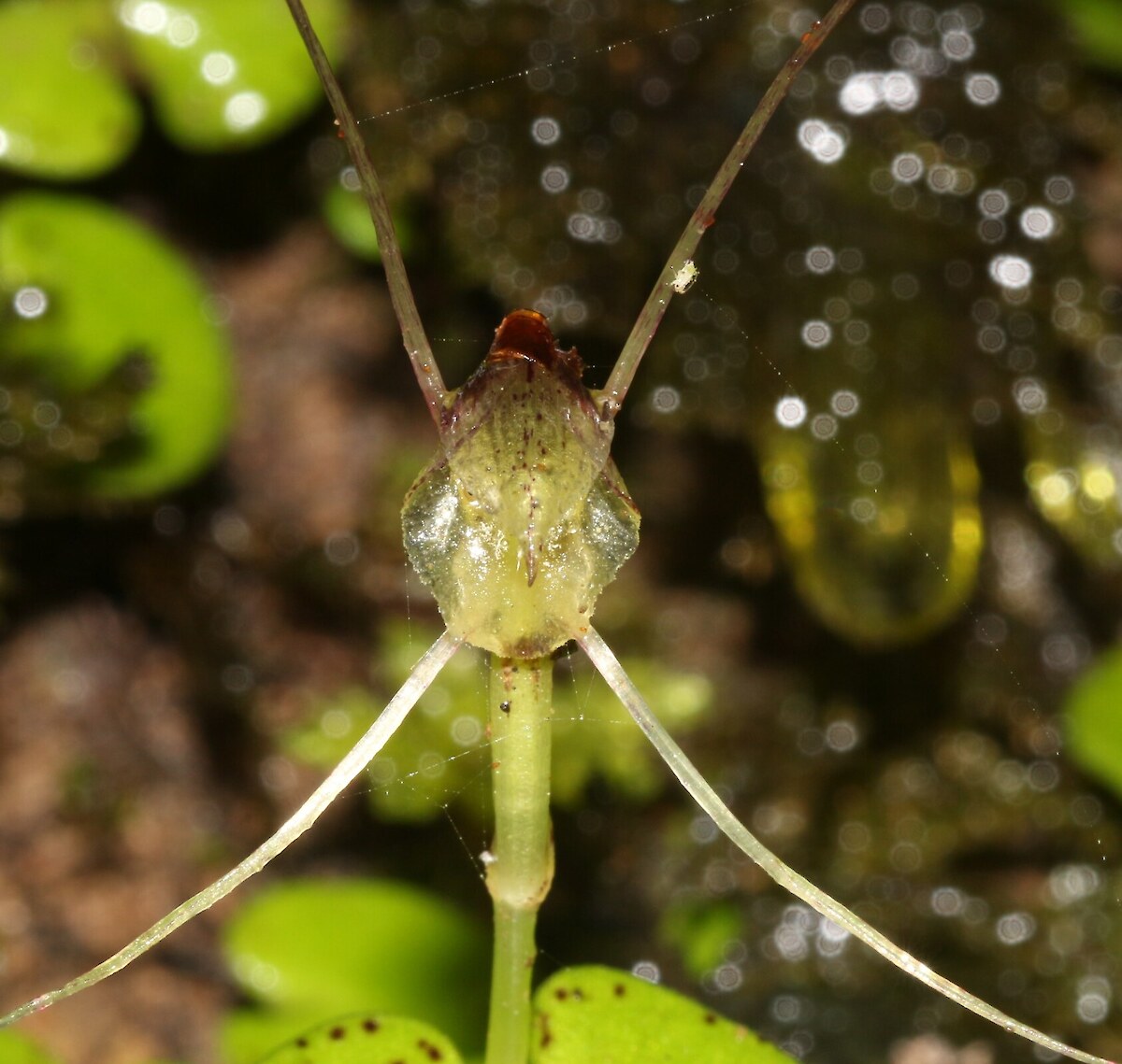 Corybas “whiskers” • New Zealand Native Orchids