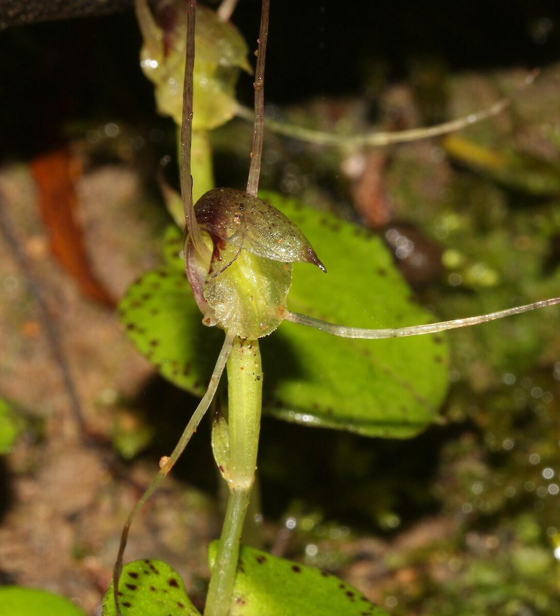 Corybas “whiskers” • New Zealand Native Orchids