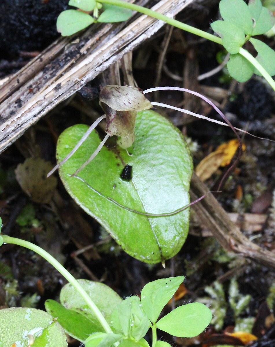 Corybas “whiskers” • New Zealand Native Orchids
