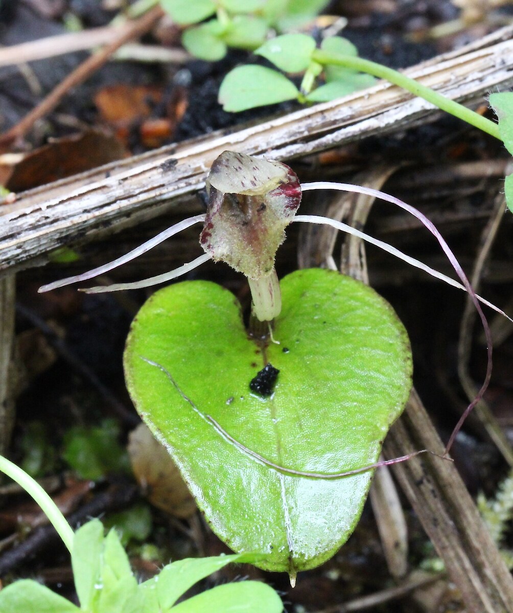 Corybas “whiskers” • New Zealand Native Orchids