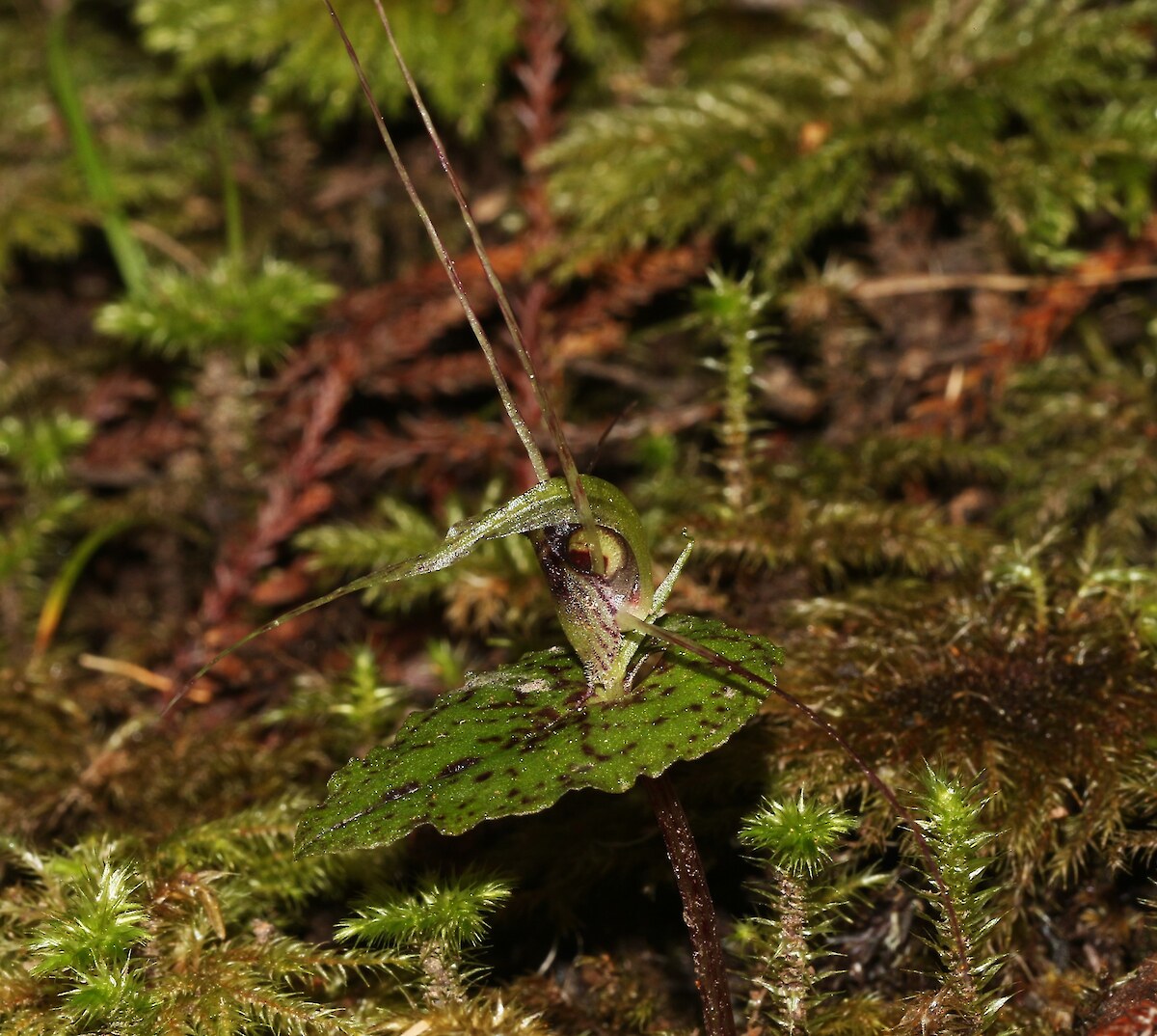 Corybas acuminatus • New Zealand Native Orchids