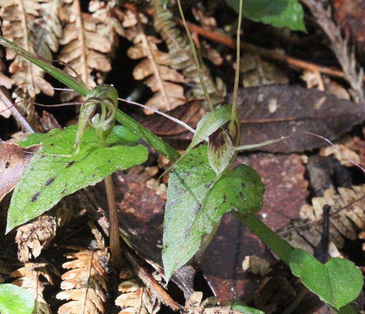 Corybas acuminatus • New Zealand Native Orchids
