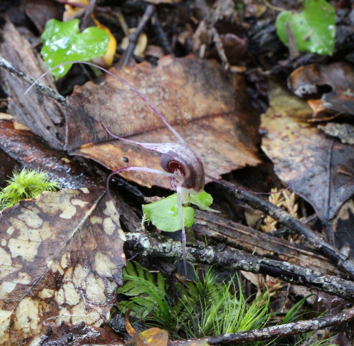 Corybas acuminatus • New Zealand Native Orchids