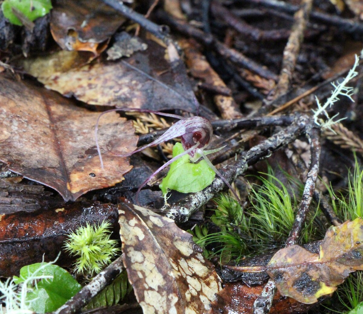 Corybas acuminatus • New Zealand Native Orchids