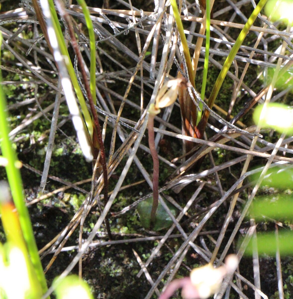 Corybas carsei • New Zealand Native Orchids
