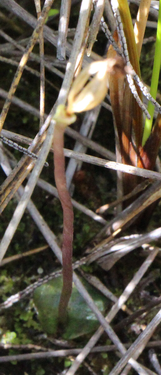 Corybas carsei • New Zealand Native Orchids
