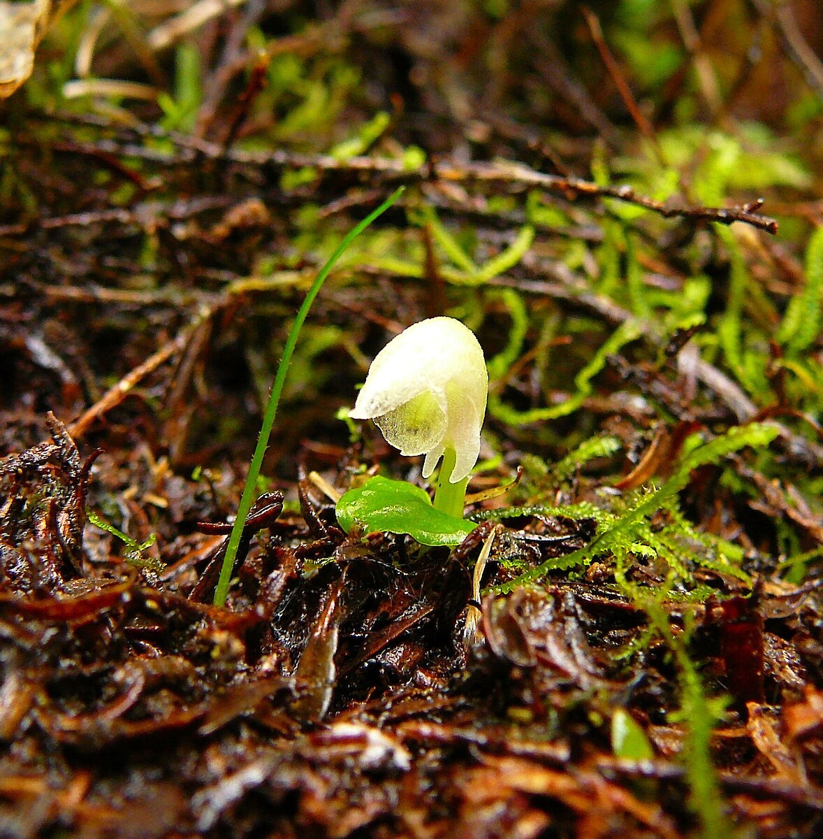 Corybas cheesemanii • New Zealand Native Orchids
