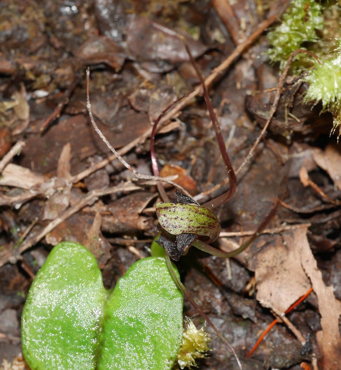 Corybas confusus • New Zealand Native Orchids