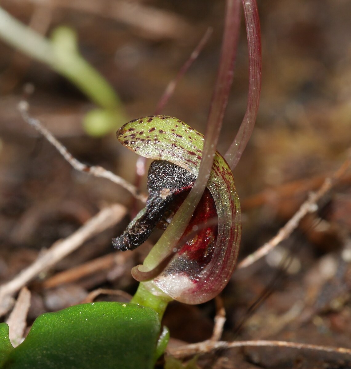 Corybas confusus • New Zealand Native Orchids