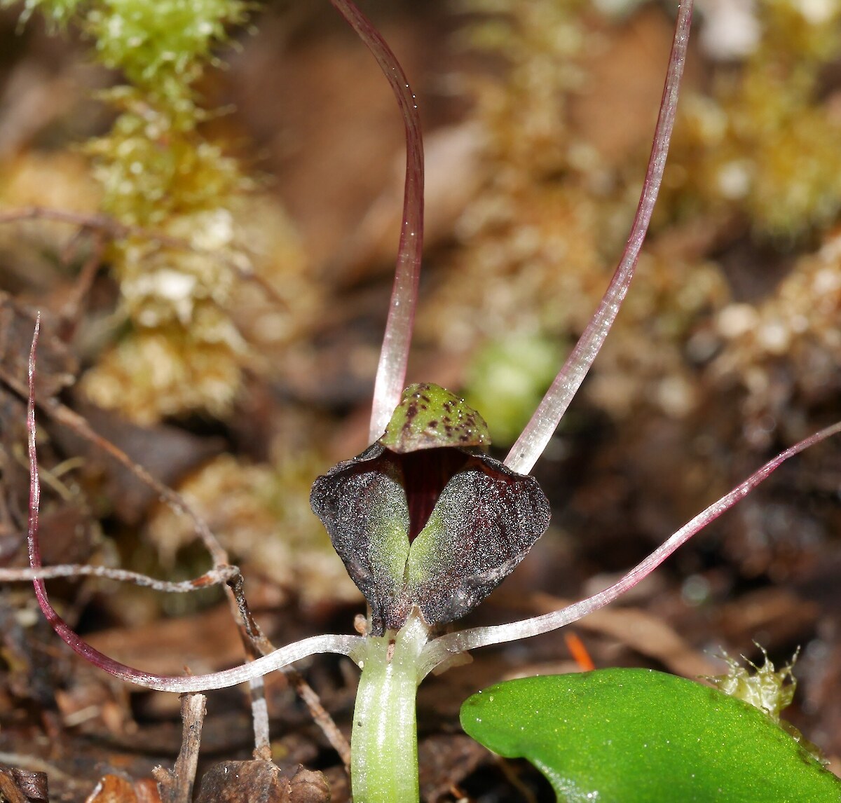Corybas confusus • New Zealand Native Orchids