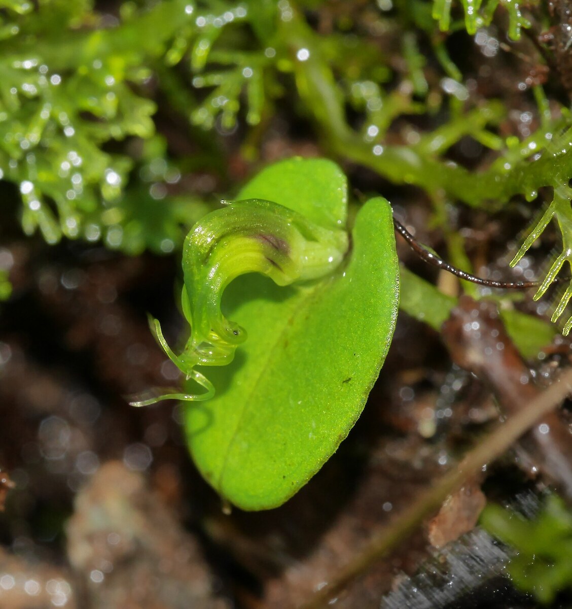 Corybas dienemus • New Zealand Native Orchids