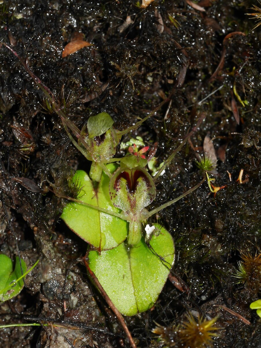 Corybas dienemus • New Zealand Native Orchids