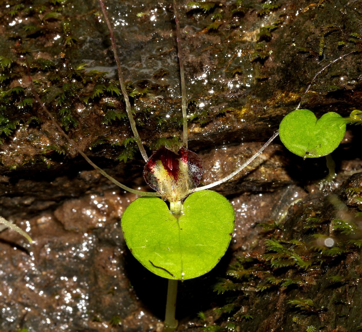Corybas hatchii • New Zealand Native Orchids
