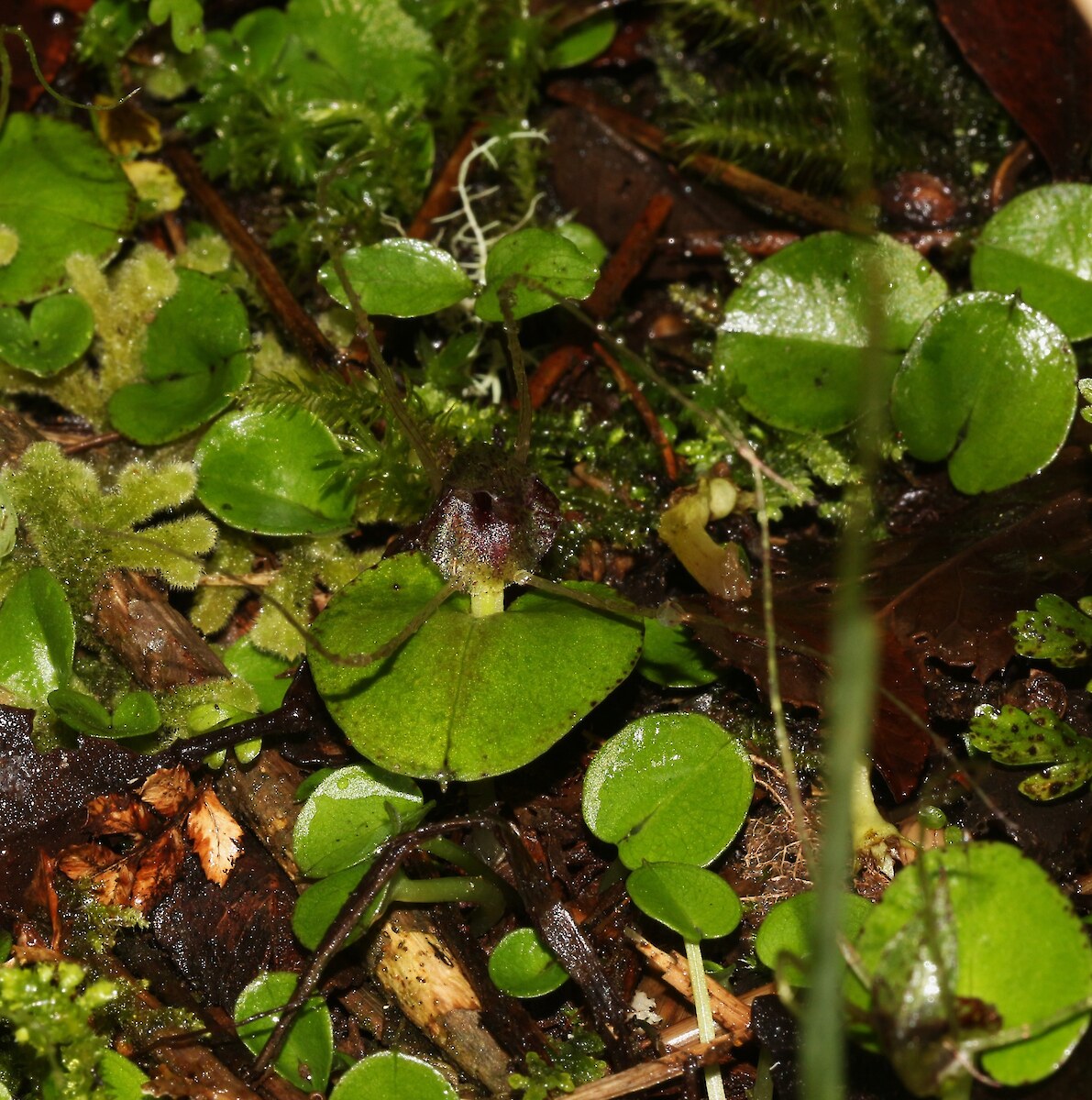 Corybas hatchii • New Zealand Native Orchids