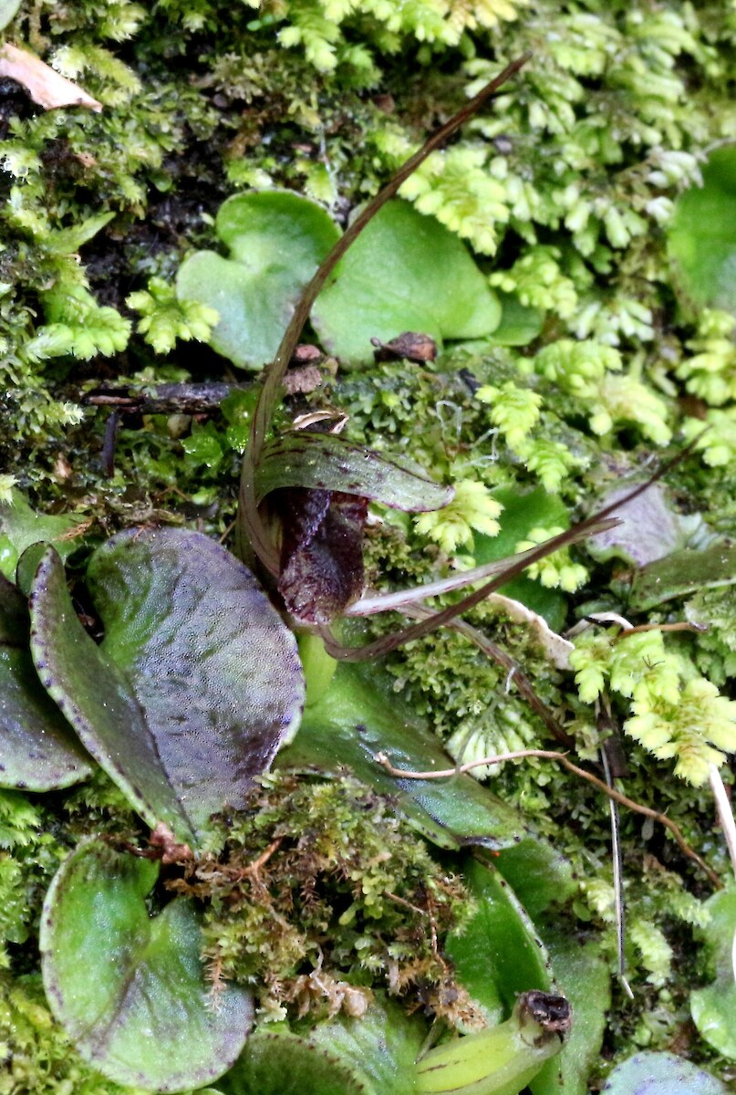 Corybas hatchii • New Zealand Native Orchids