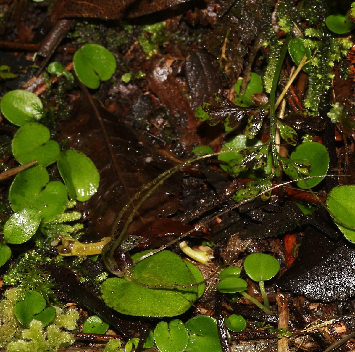 Corybas hatchii • New Zealand Native Orchids