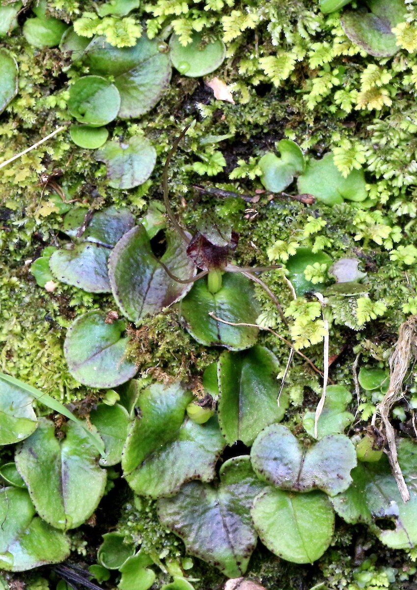 Corybas hatchii • New Zealand Native Orchids