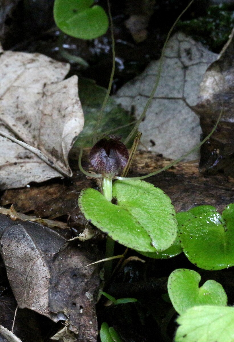 Corybas hatchii • New Zealand Native Orchids