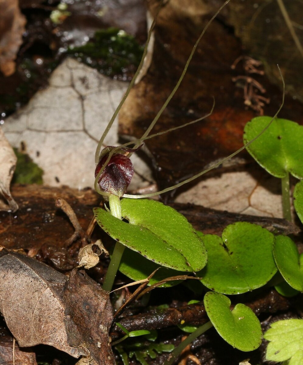 Corybas hatchii • New Zealand Native Orchids