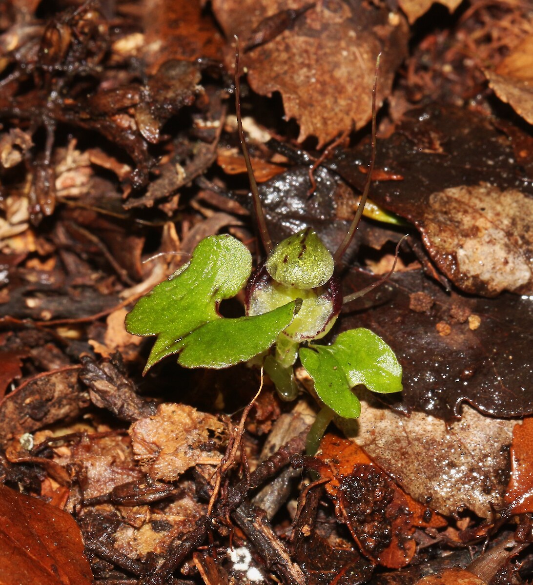 Corybas hypogaeus • New Zealand Native Orchids
