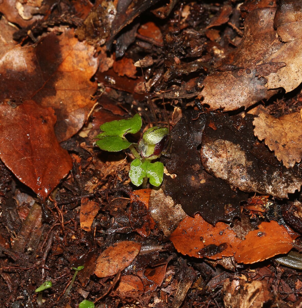 Corybas hypogaeus • New Zealand Native Orchids
