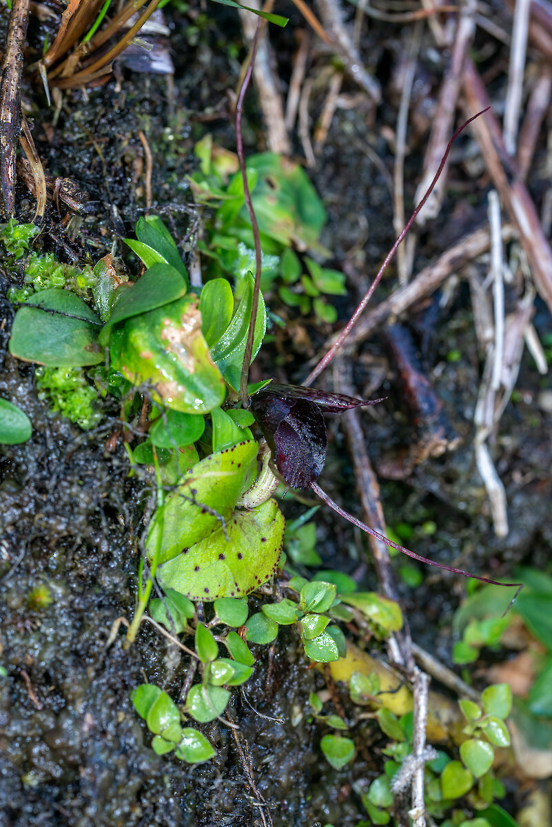 Corybas iridescens • New Zealand Native Orchids