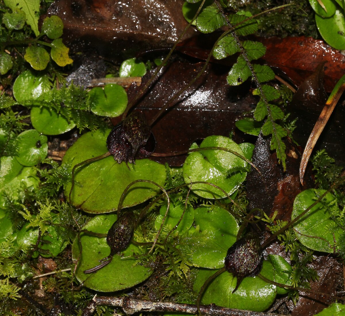 Corybas iridescens • New Zealand Native Orchids