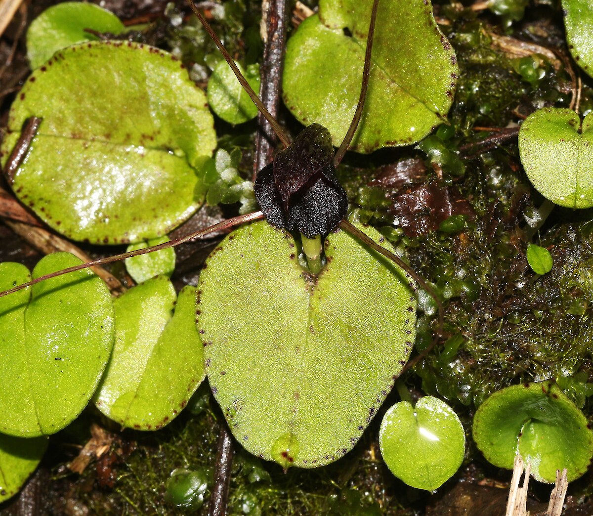 Corybas iridescens • New Zealand Native Orchids