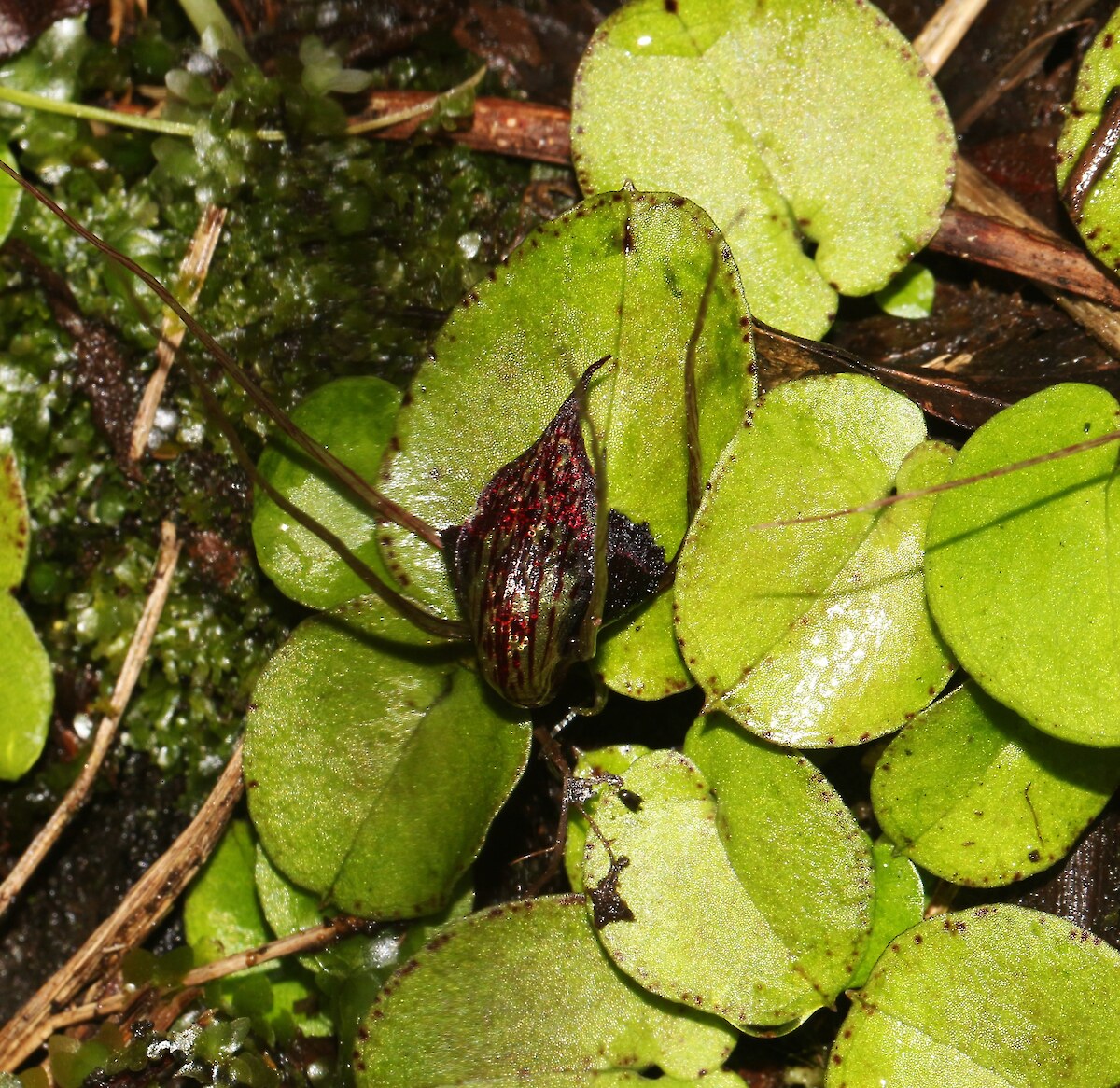 Corybas iridescens • New Zealand Native Orchids