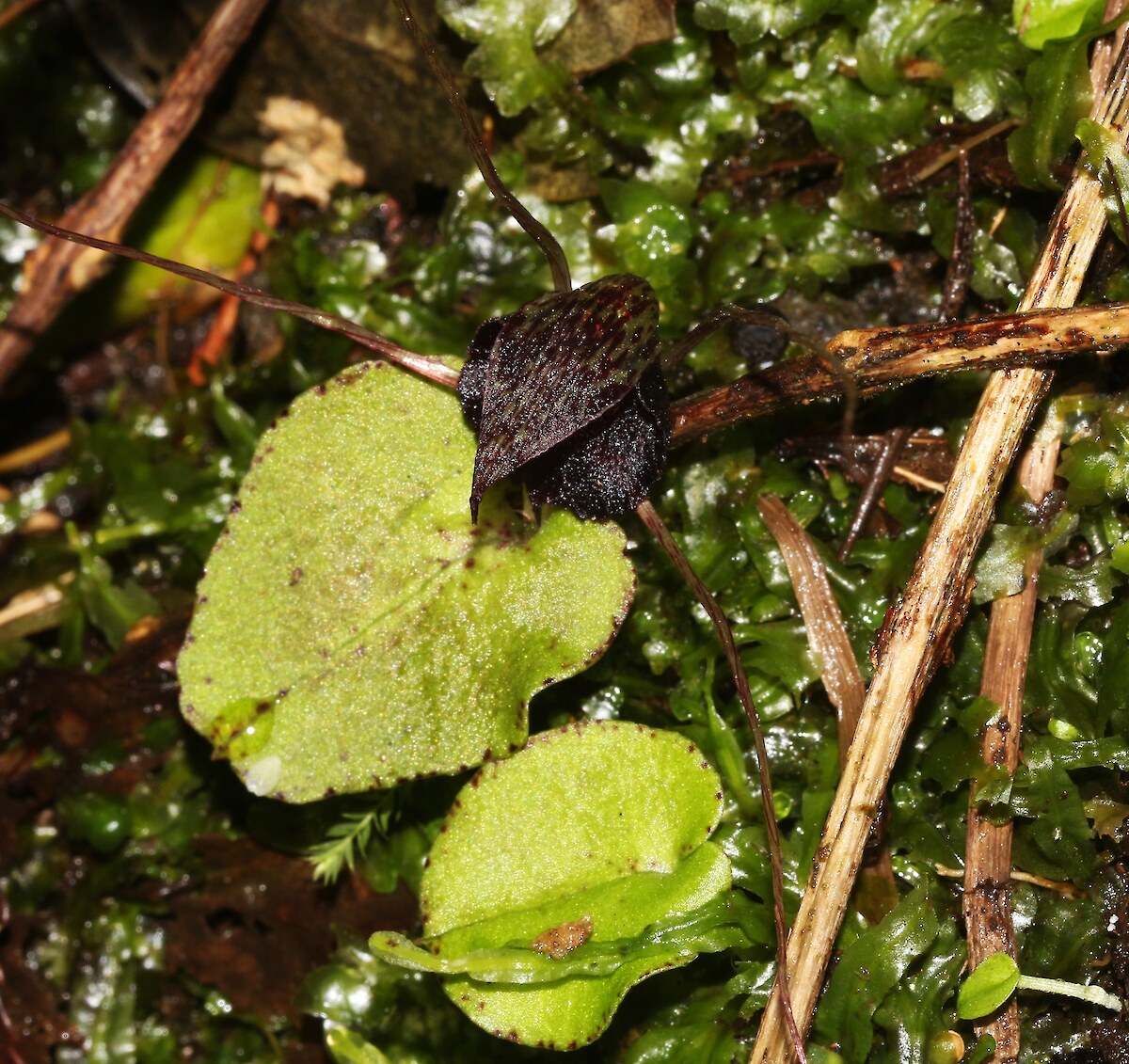 Corybas iridescens • New Zealand Native Orchids