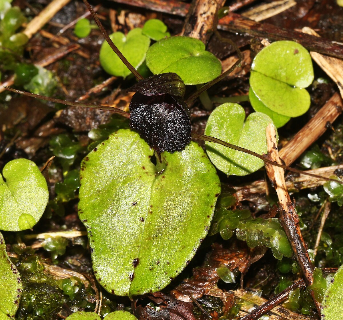 Corybas iridescens • New Zealand Native Orchids