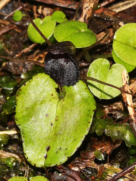 New Zealand Native Orchids • New Zealand Native Orchid Group