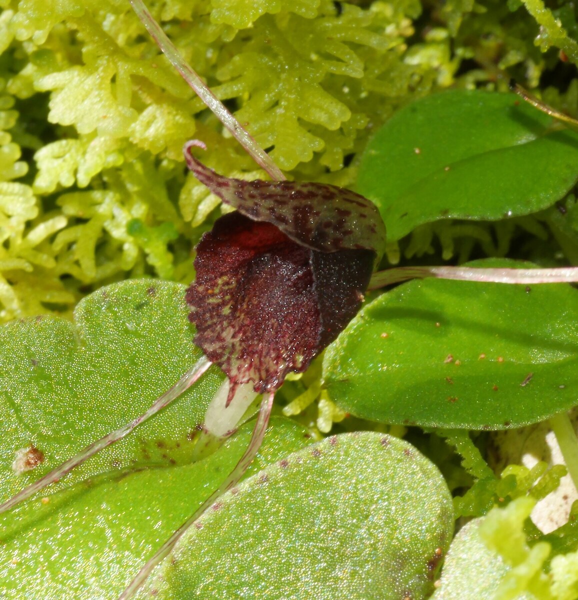 Corybas iridescens • New Zealand Native Orchids