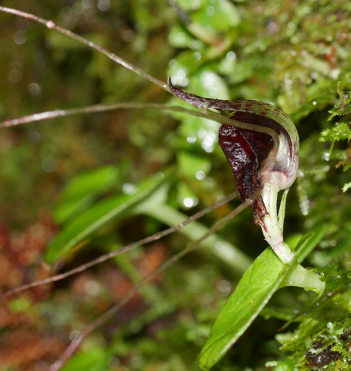 Corybas iridescens • New Zealand Native Orchids