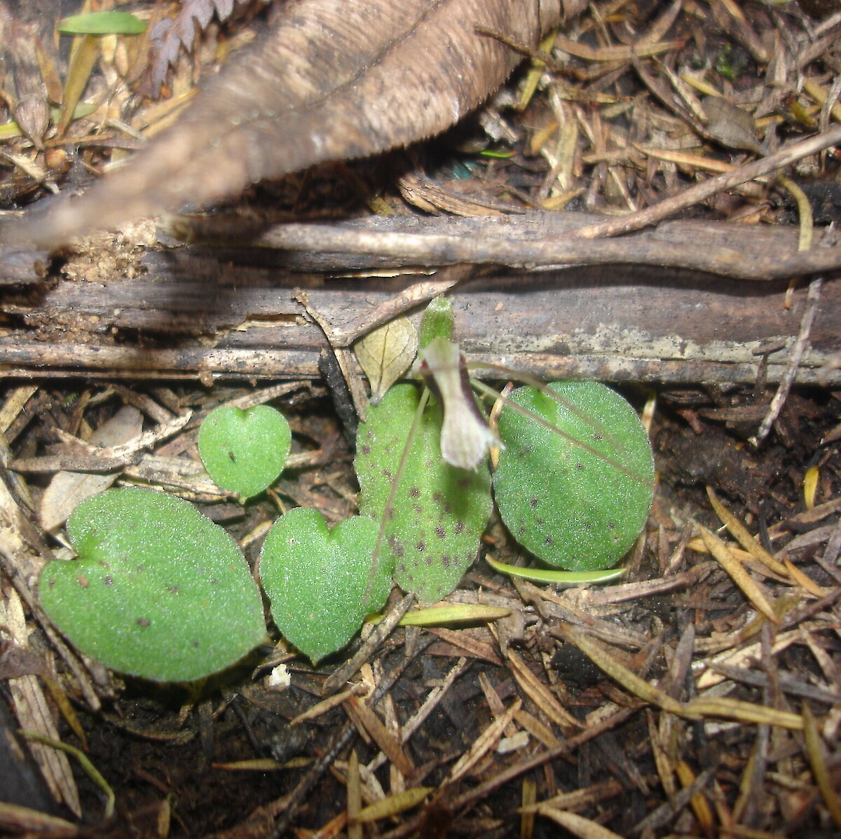 Corybas oblongus • New Zealand Native Orchids