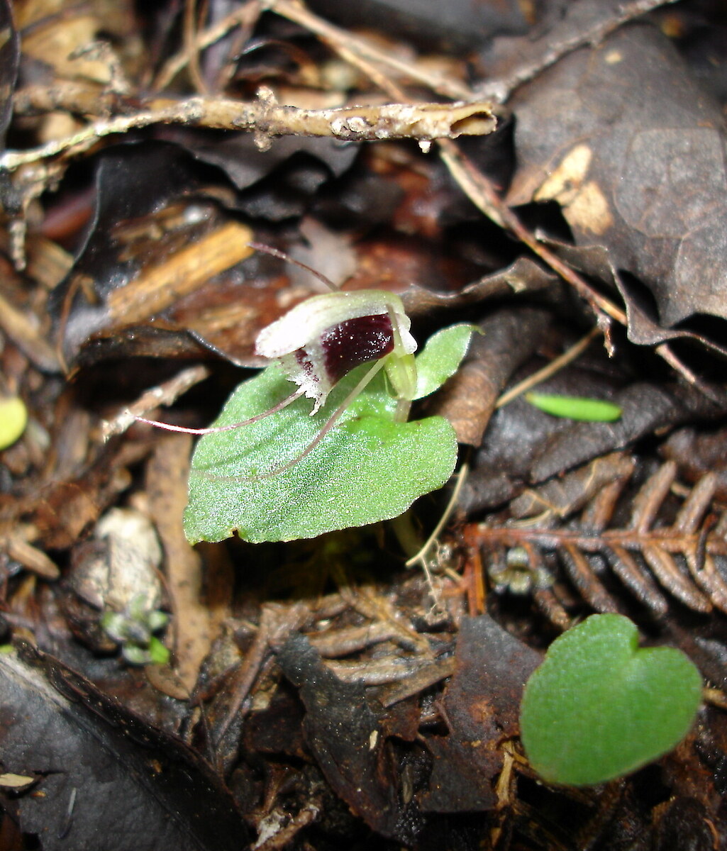 Corybas oblongus • New Zealand Native Orchids