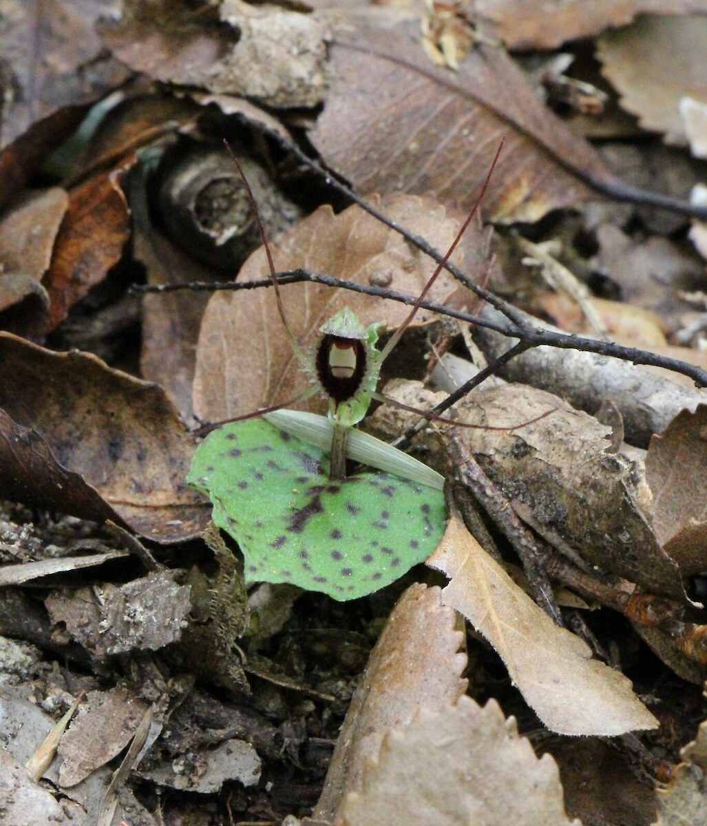Corybas oblongus • New Zealand Native Orchids