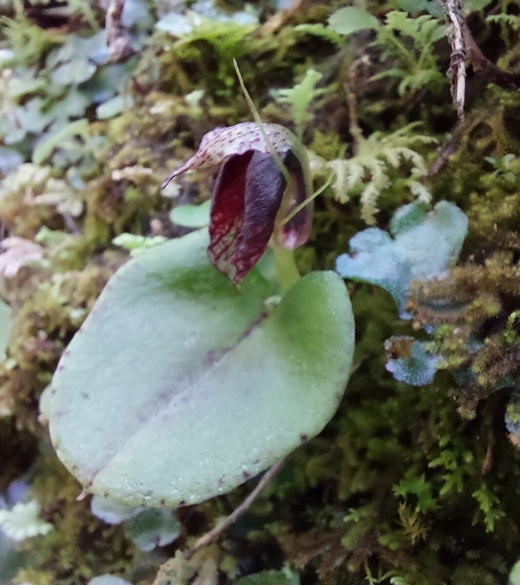 Corybas orbiculatus • New Zealand Native Orchids
