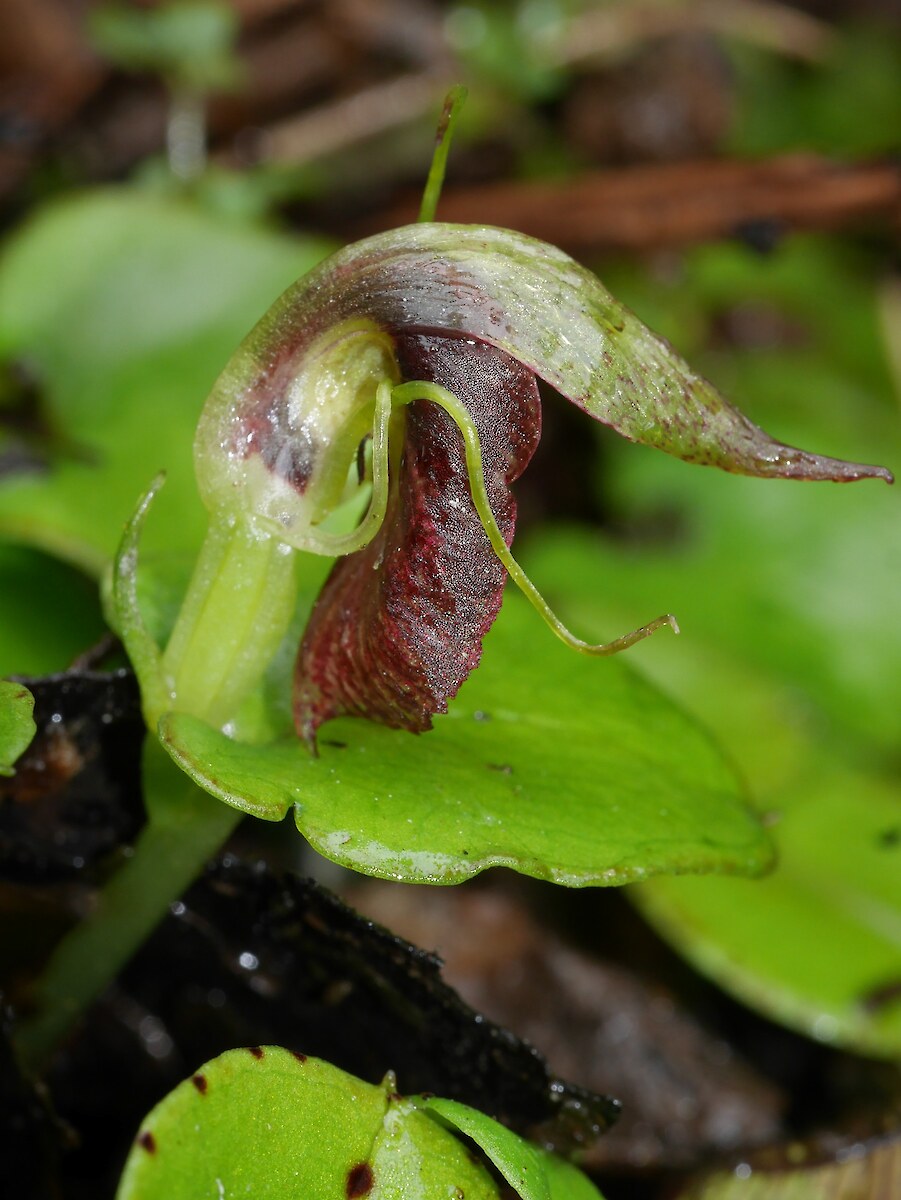 Corybas orbiculatus • New Zealand Native Orchids