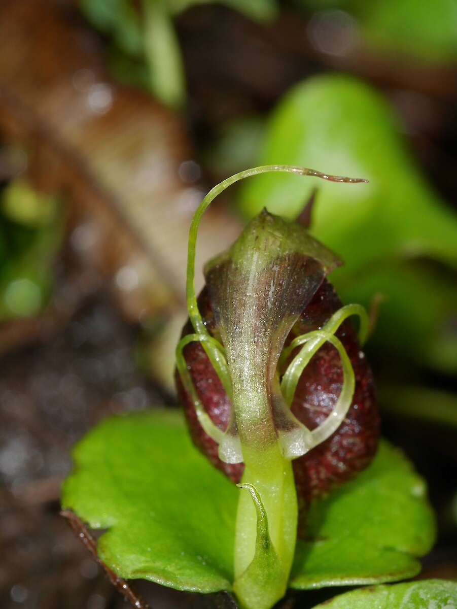Corybas orbiculatus • New Zealand Native Orchids