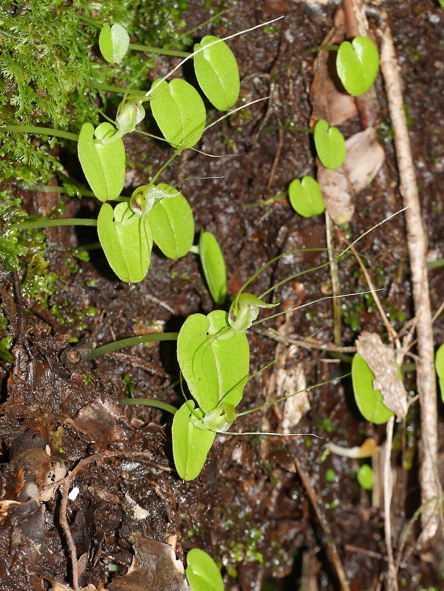 Corybas papa • New Zealand Native Orchids